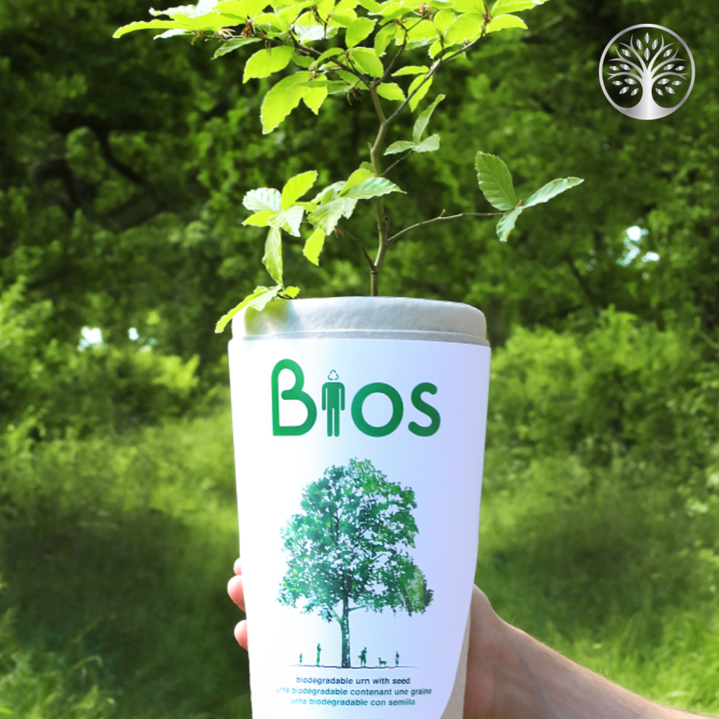 Bios Urn - For Human Ashes - Yarwood Memorial Products